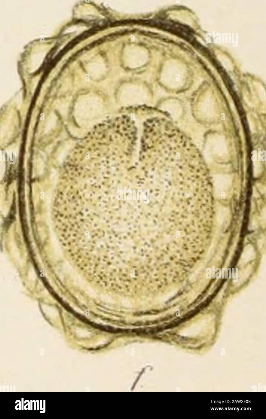 Strongyloides hi-res stock photography and images - Alamy