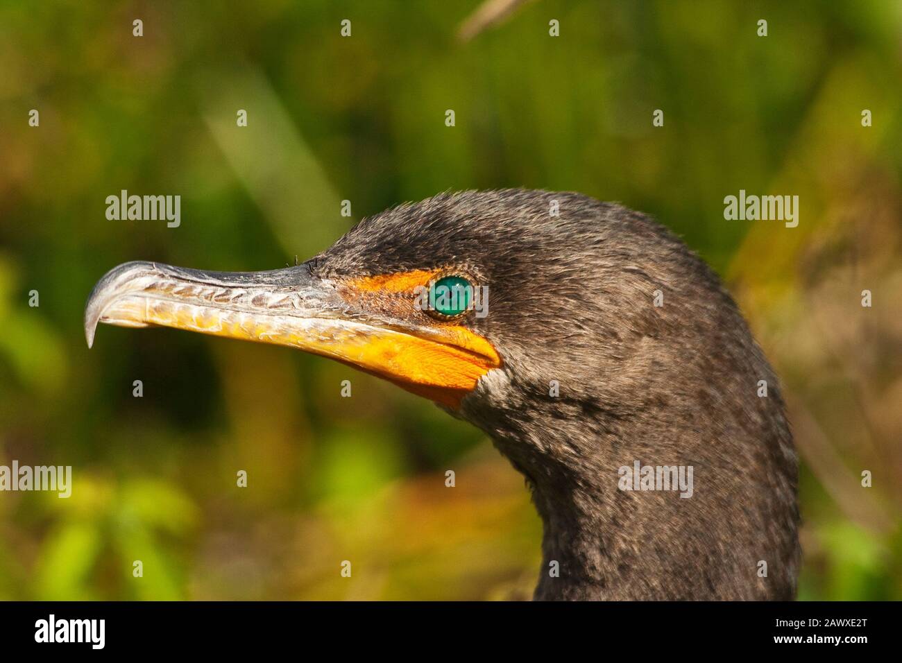 Close up of the head of a double crested cormorant, Florida USA Stock ...