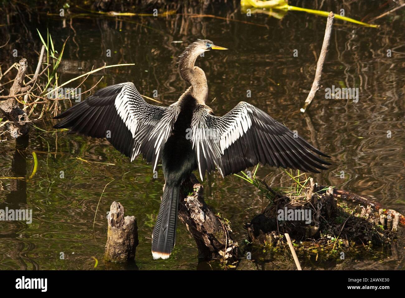 Anhinga drying feathers hi-res stock photography and images - Alamy