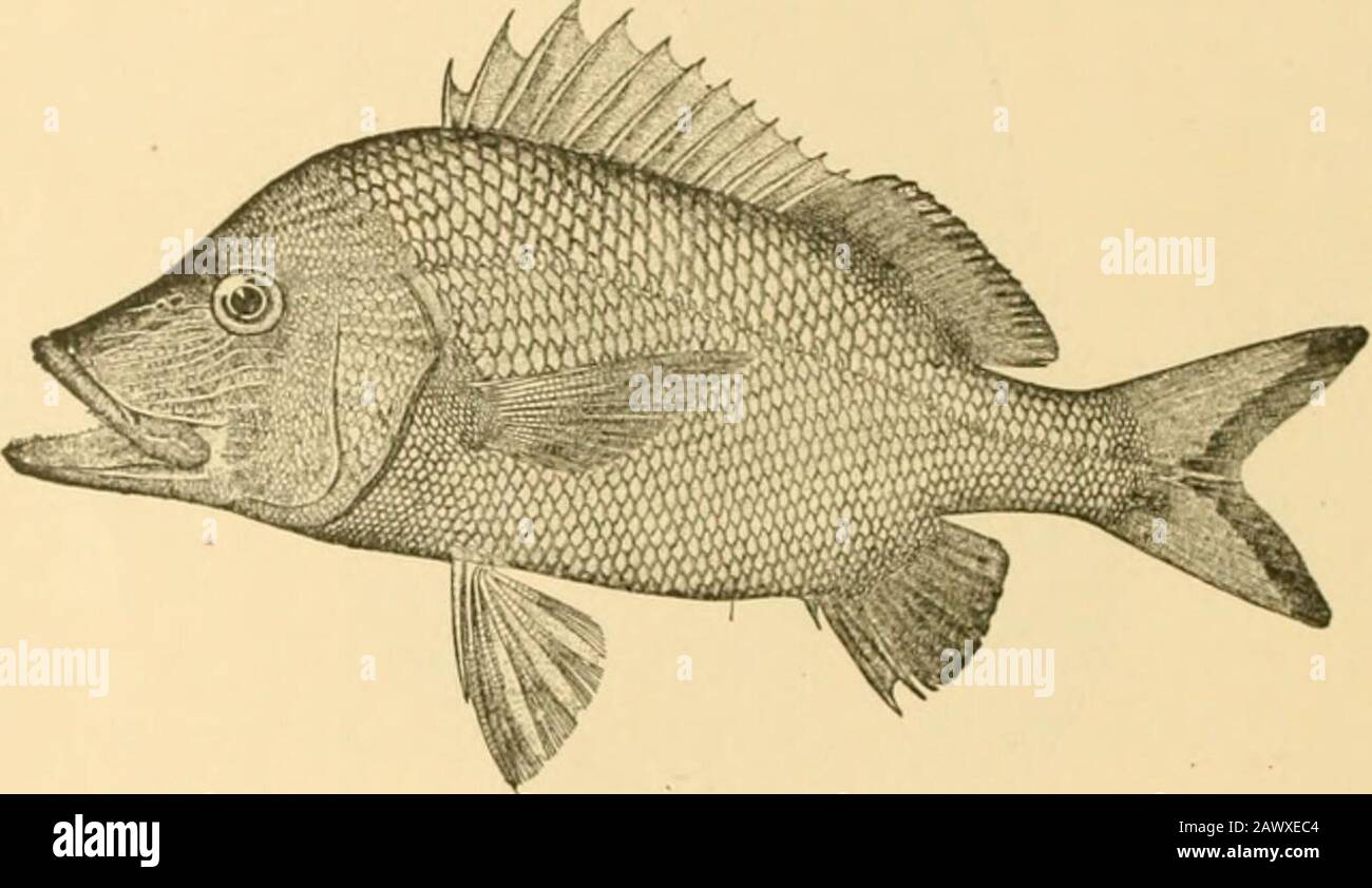 Nemipterus hi-res stock photography and images - Alamy