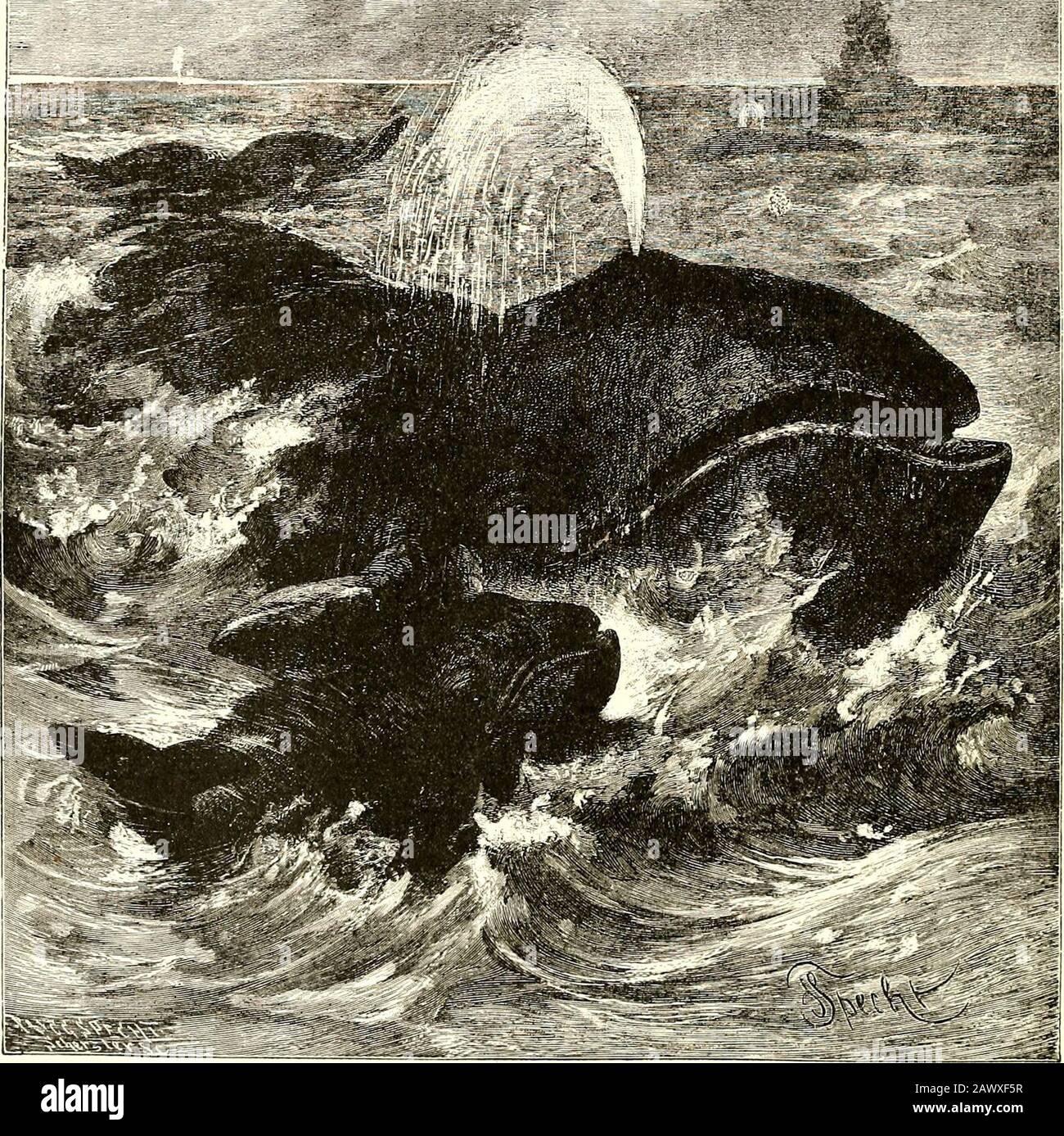 Sperm whale oil hi-res stock photography and images - Alamy