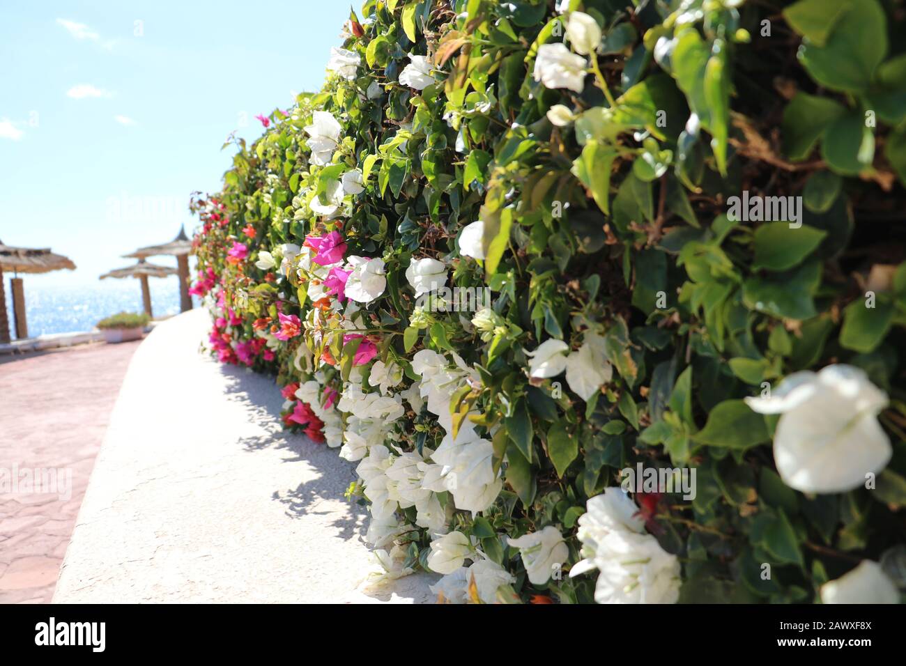 Red Flowers in the Garden, Sharm El-sheikh, Egypt Stock Photo - Alamy