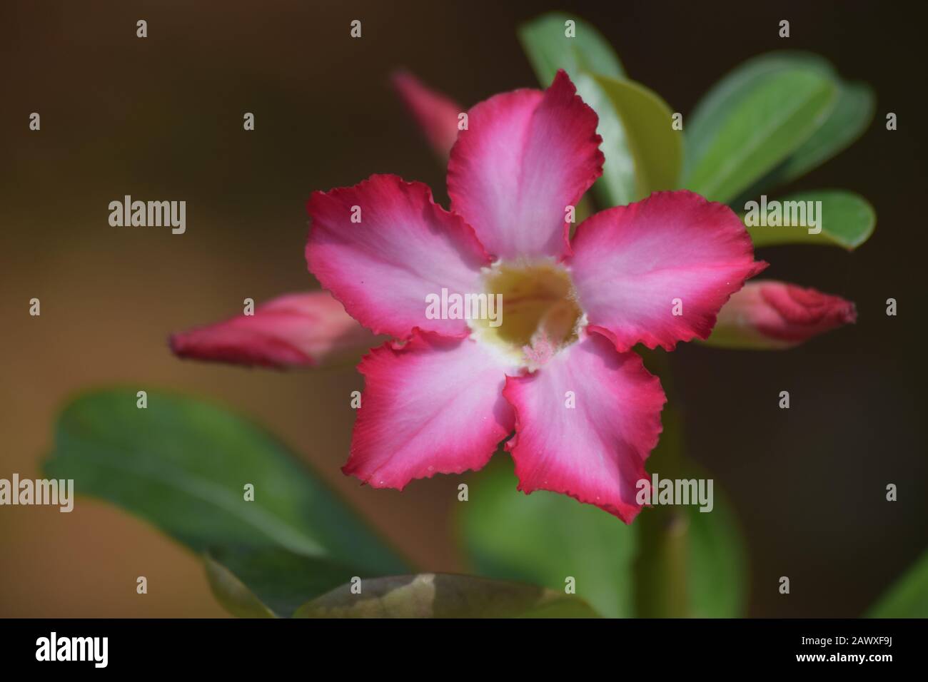 Adenium obesum bonsai hi-res stock photography and images - Alamy