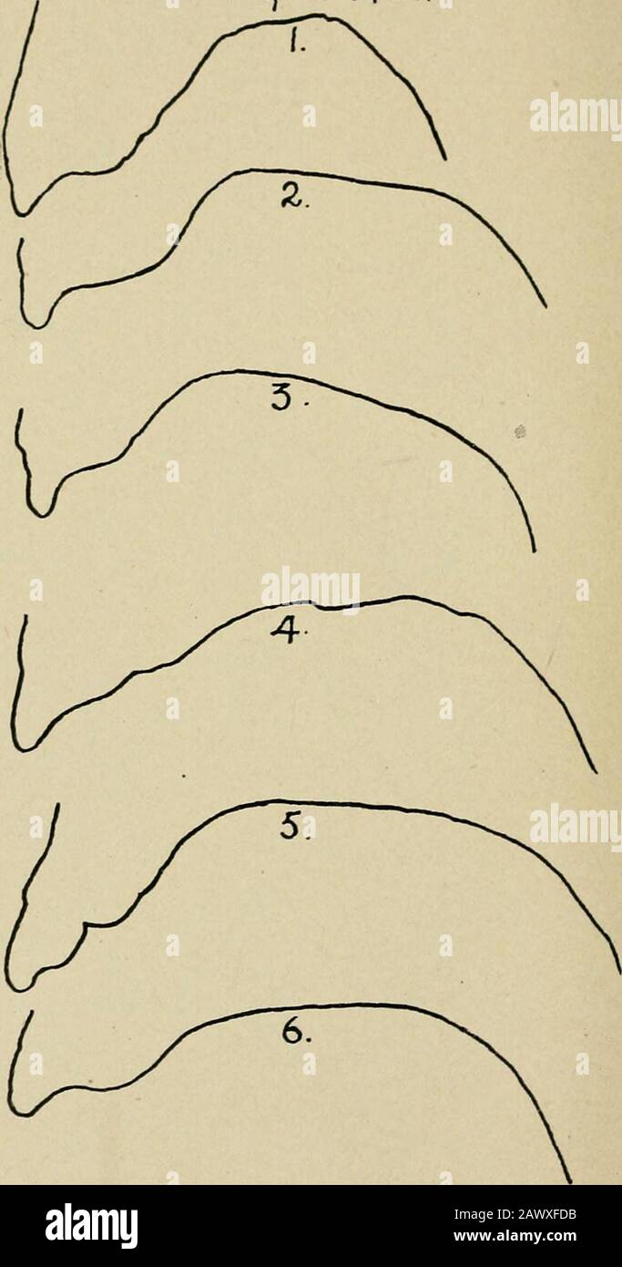 The etiology of osseous deformities of the head, face, jaws and teeth ...