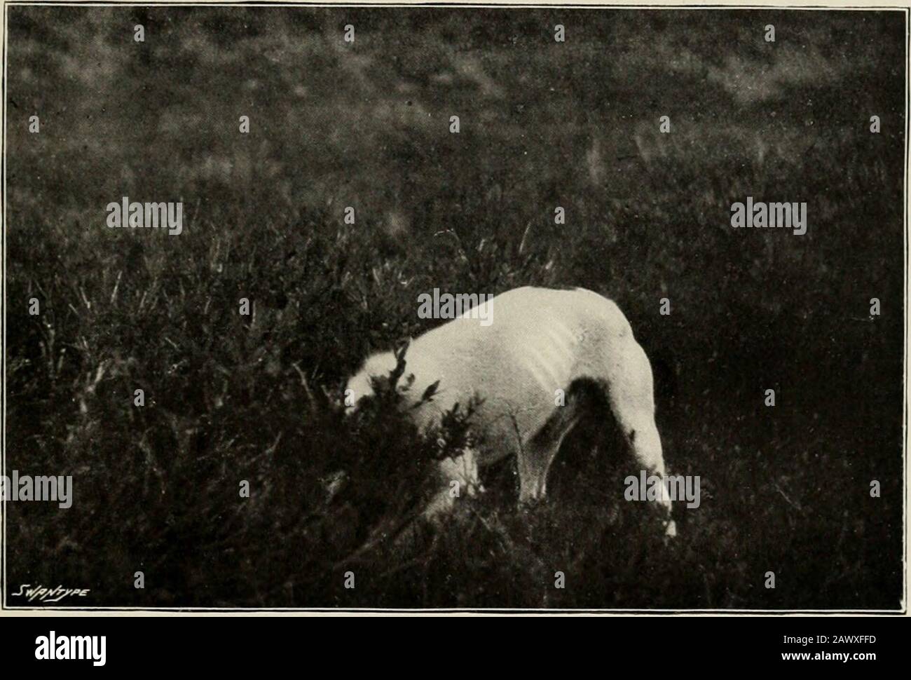 Humble sheep hi-res stock photography and images - Alamy