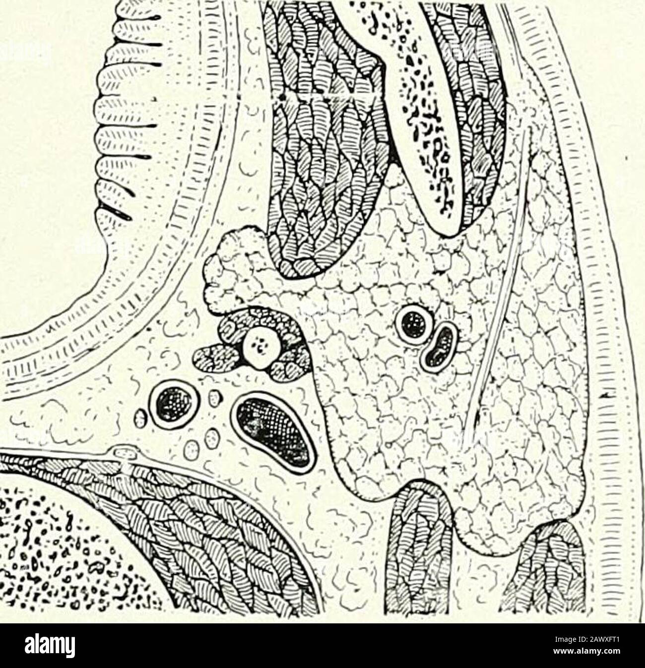 Surgical therapeutics and operative technique . e of that region. Fig ...