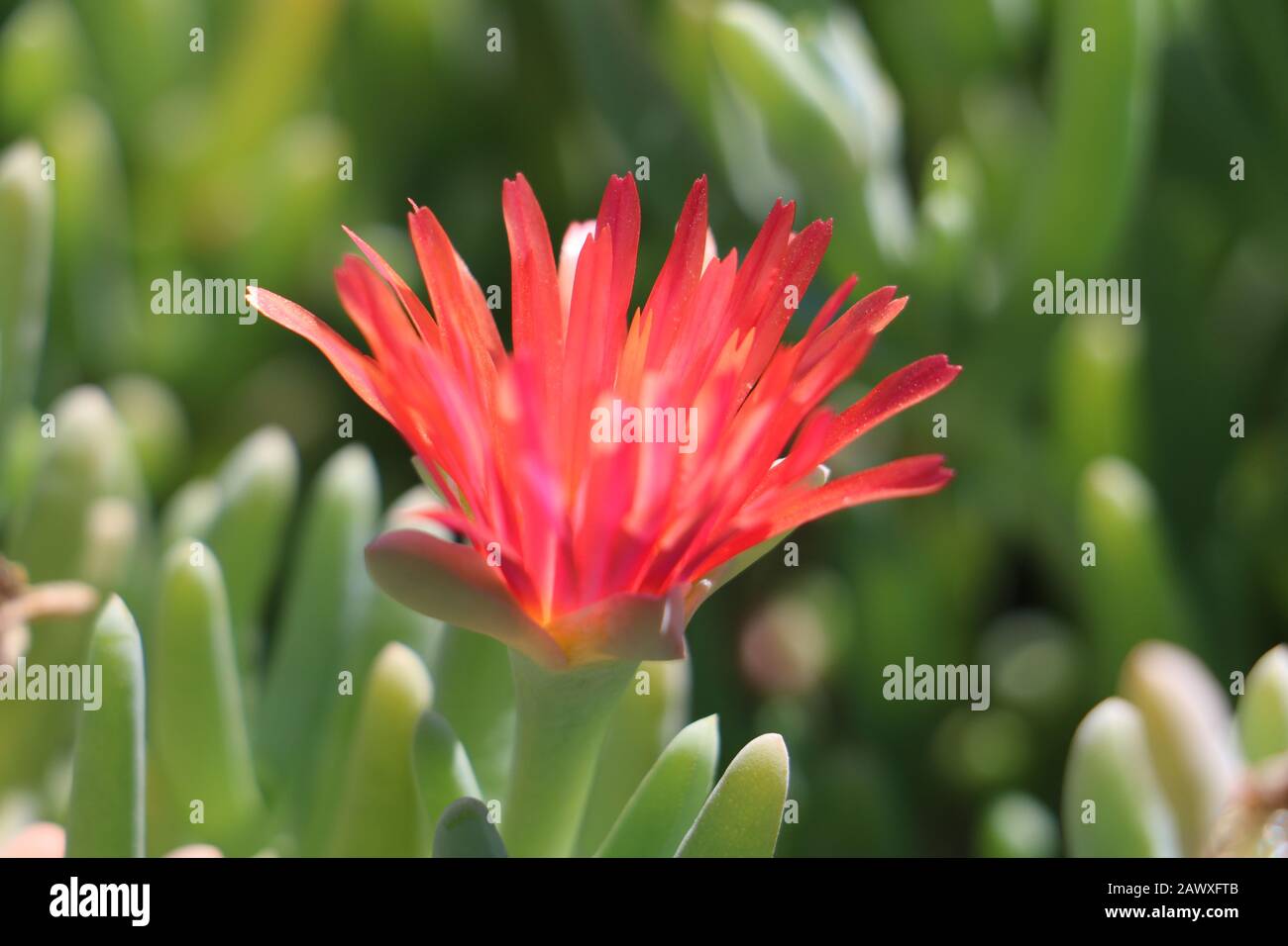 Palm trees red flowers in hi-res stock photography and images - Alamy