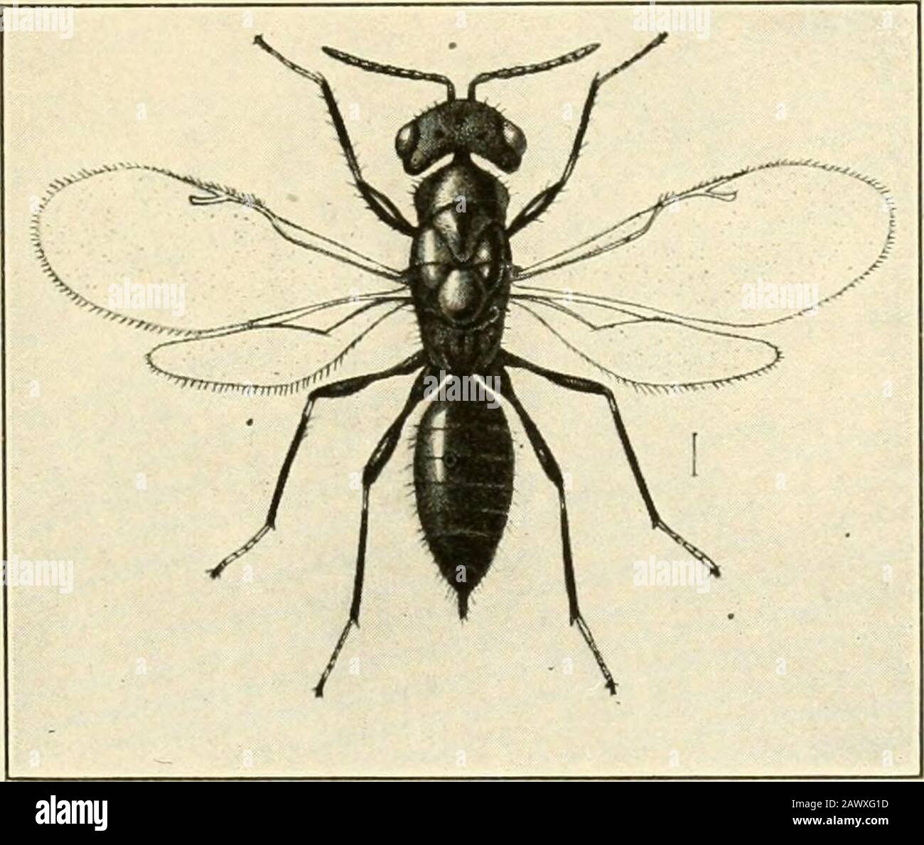 Insect pests of farm, garden and orchard . west of the Miss-issippi ...