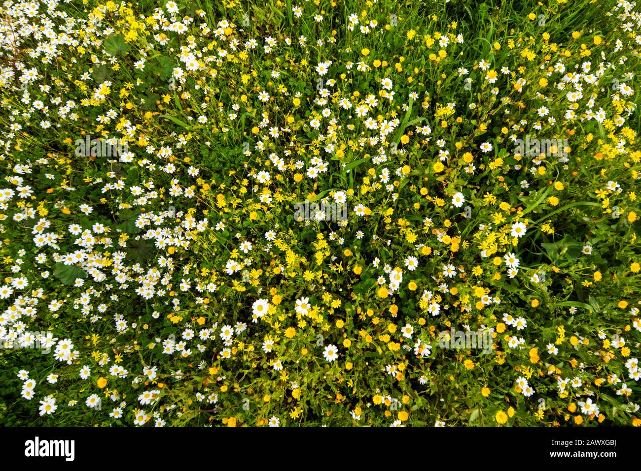 Grass With Flowers Top View