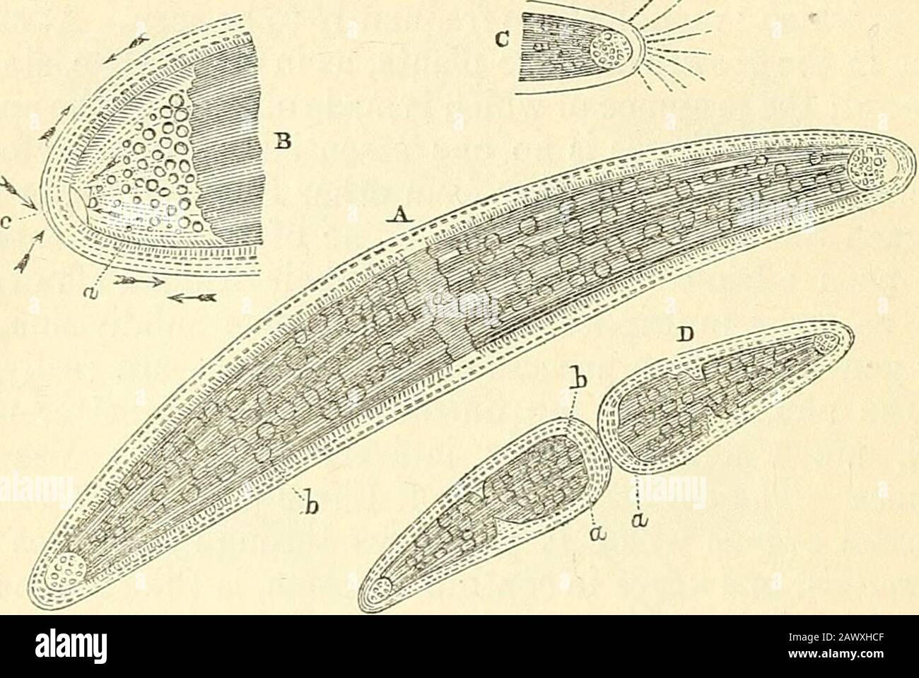 Ciliary action hi-res stock photography and images - Alamy