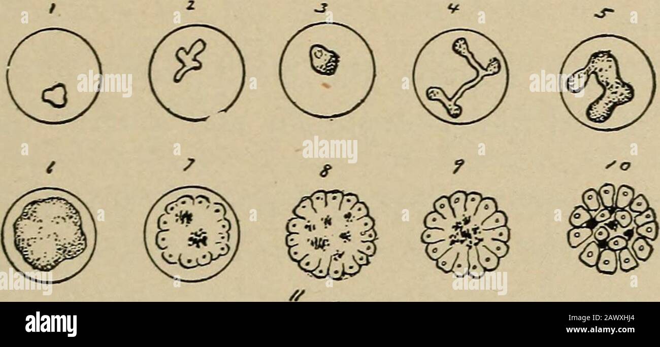 Diseases of children for nurses . disease caused by thehematozoa of ...