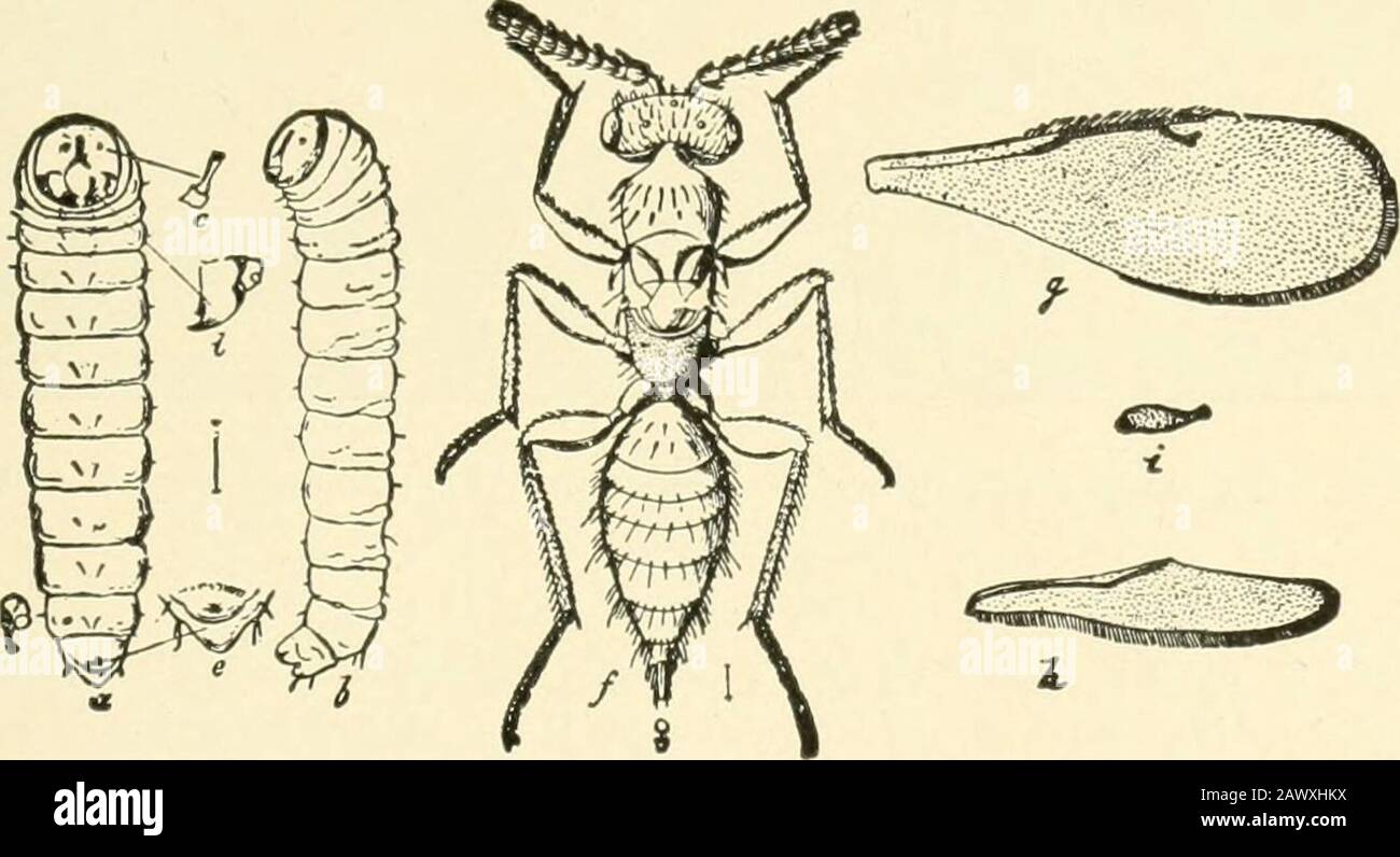 Insect Pests Of Wheat