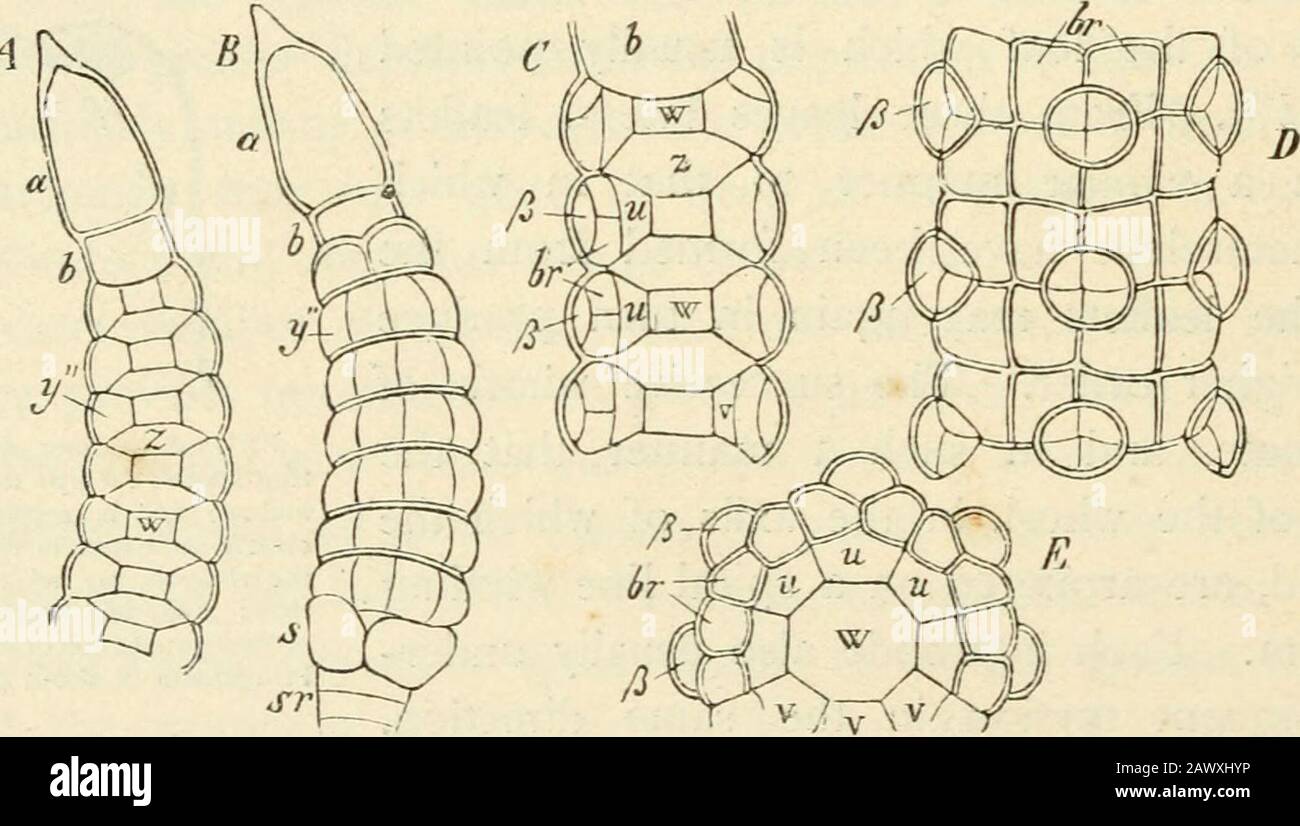 Text-book of botany, morphological and physiological . Fig. 199 ...