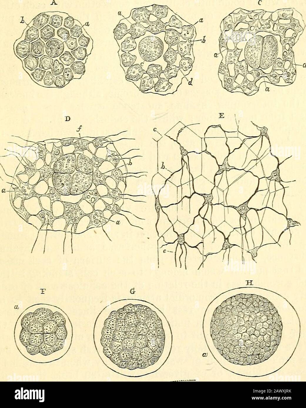Primordial cell hi-res stock photography and images - Alamy