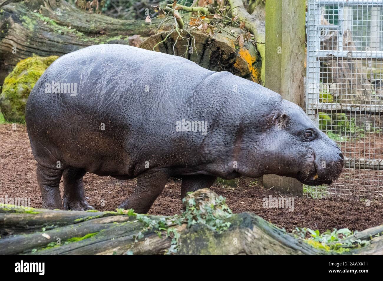 Hippo zoo london hi-res stock photography and images - Alamy