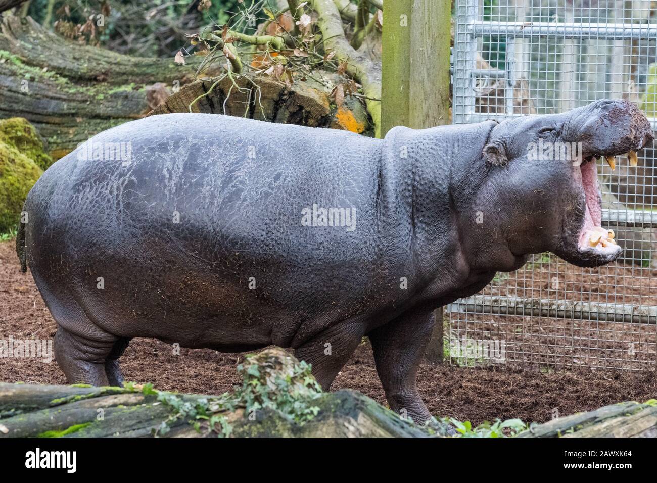 Hippo zoo london hi-res stock photography and images - Alamy