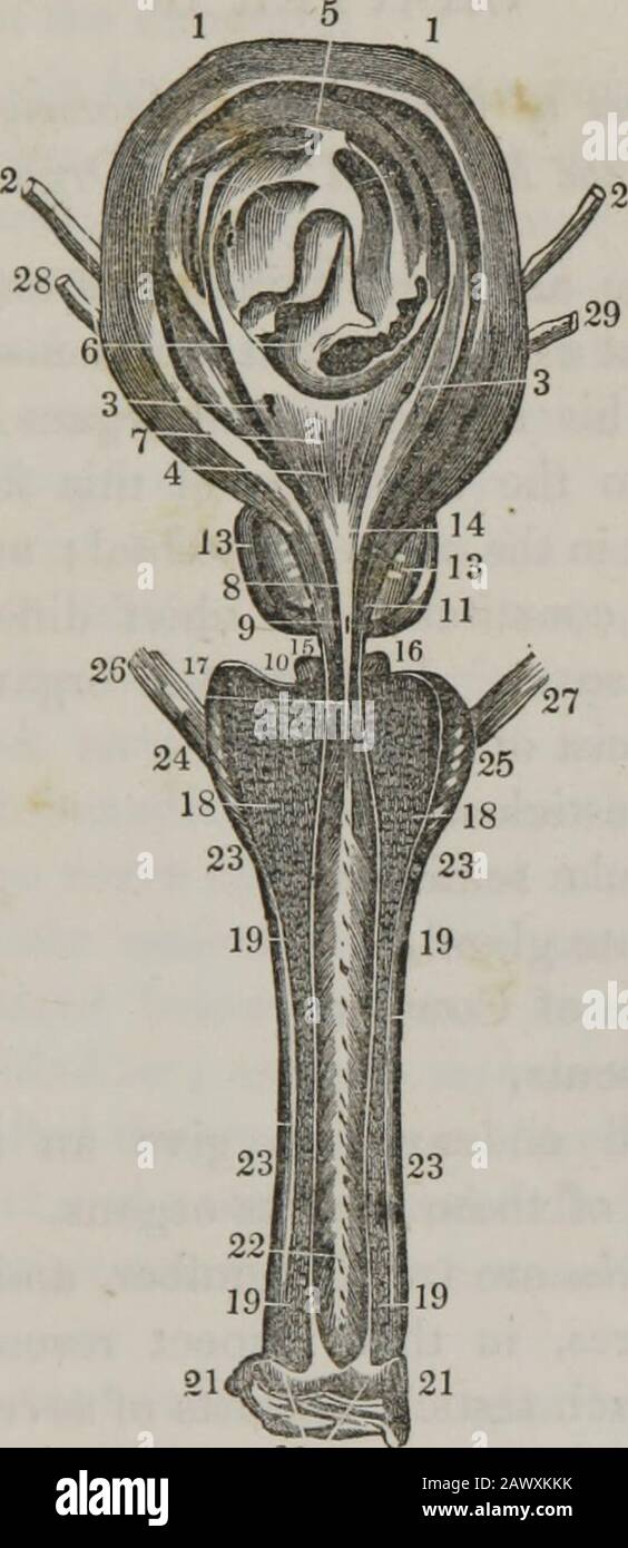 Anterior triangle of neck hi-res stock photography and images - Alamy