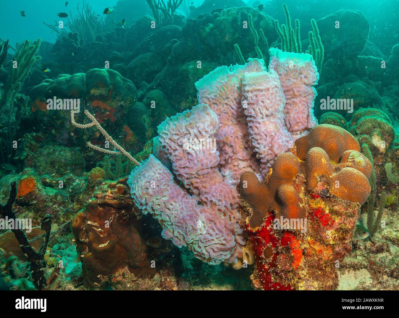 Caribbean coral reef azure vase sponge Stock Photo - Alamy