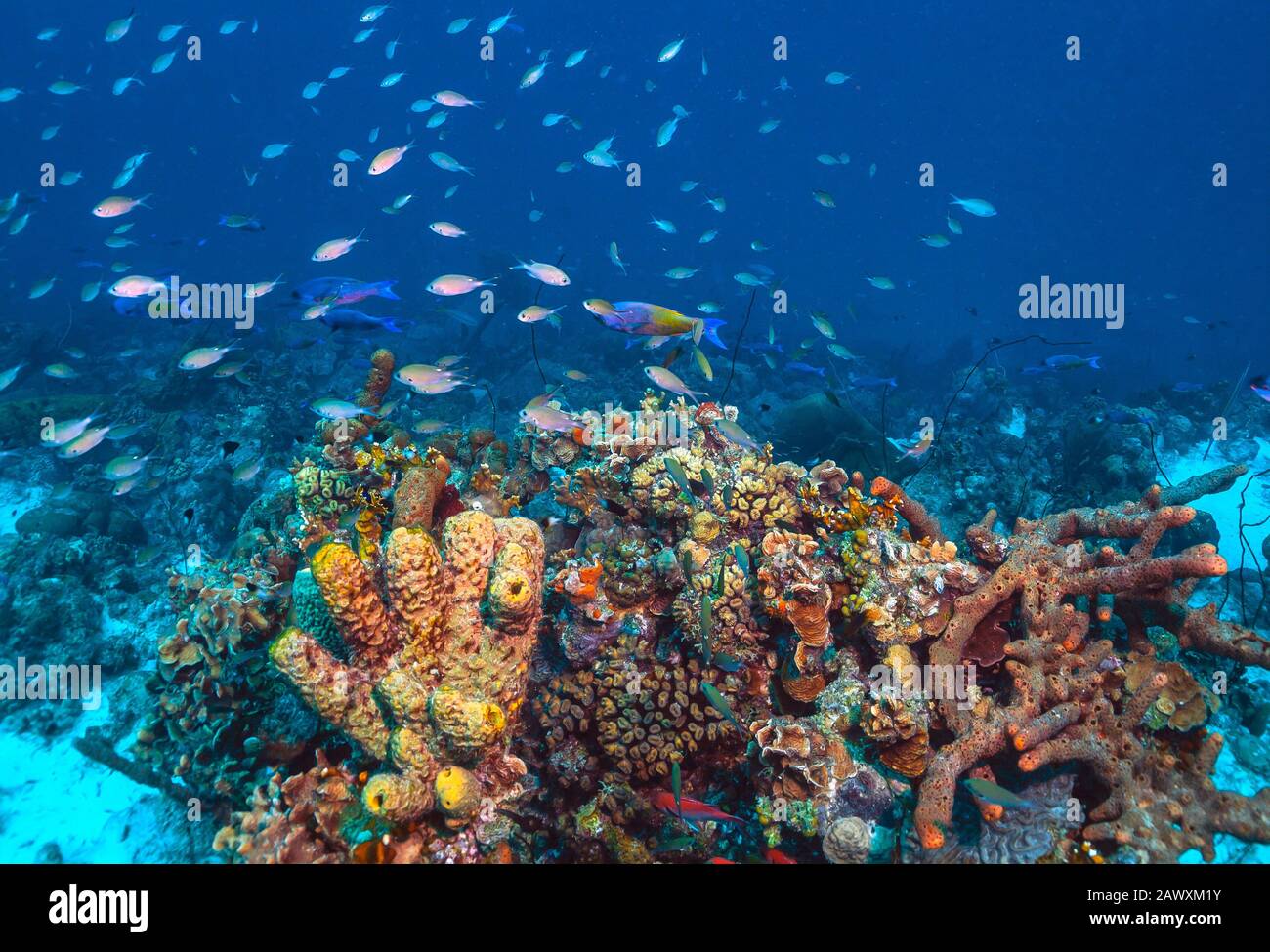 Caribbean coral reef Stock Photo - Alamy