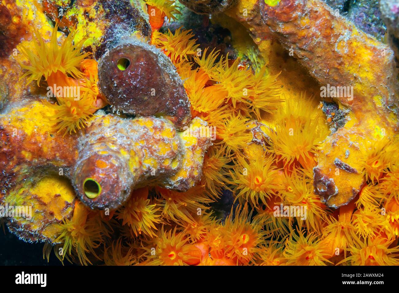 Caribbean coral reef orange cup coral at night Stock Photo - Alamy