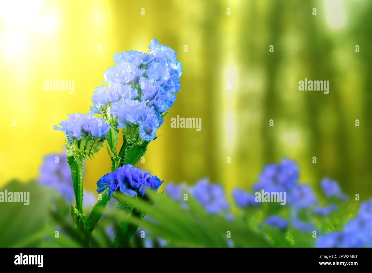 Tropical flower on the field with sunlight background Stock Photo - Alamy