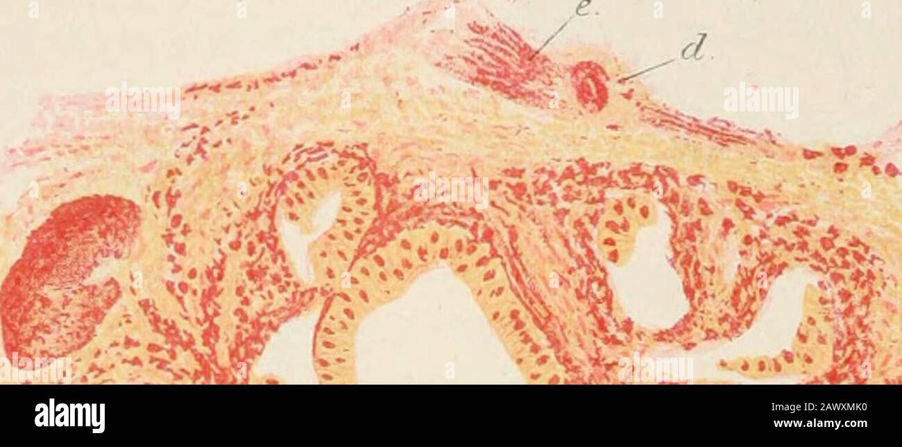 Alveolar epithelium High Resolution Stock Photography and Images - Alamy