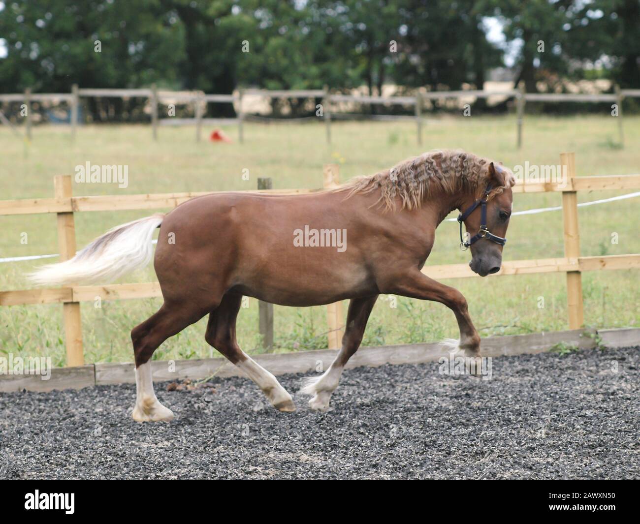A young Welsh Section D colt plays at liberty in an arena Stock Photo ...