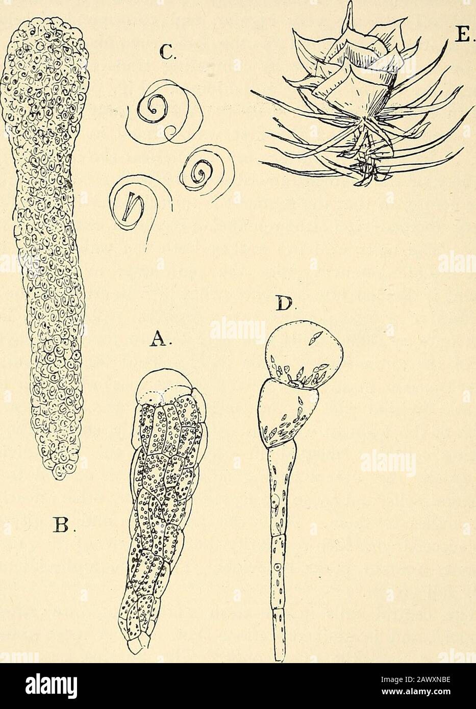 Antheridium hi-res stock photography and images - Alamy