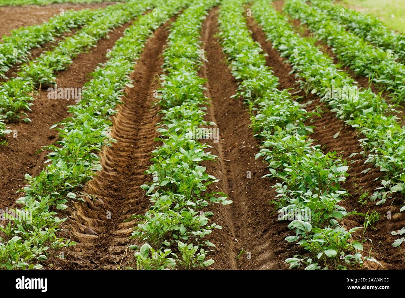 Potato field, potato crops planted in a row Stock Photo - Alamy