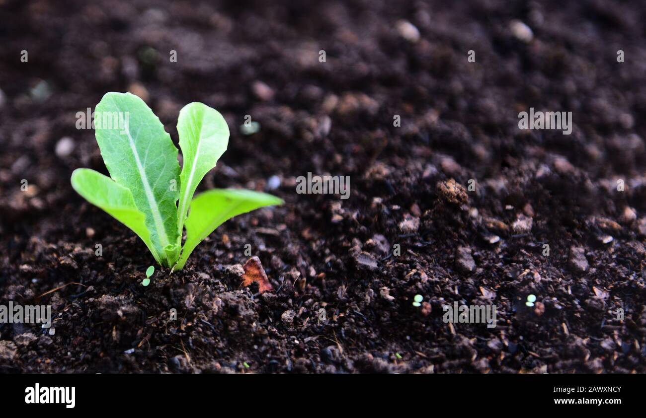 planting vegetables lettuce leaf on soil in the garden / green young ...