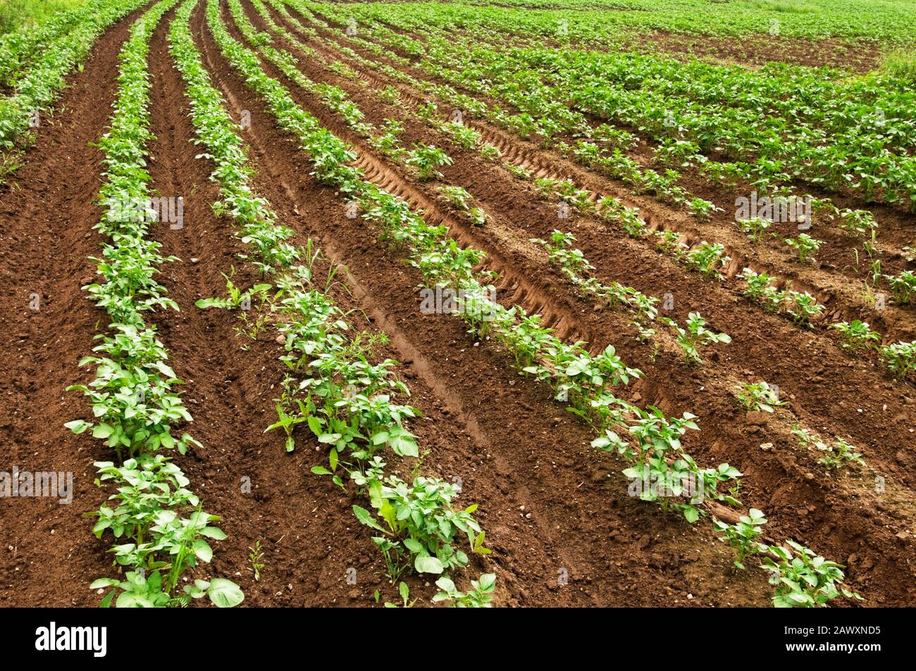 Potato field, potato crops planted in a row Stock Photo - Alamy