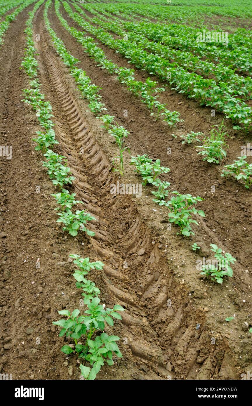 Potato field, potato crops planted in a row Stock Photo - Alamy