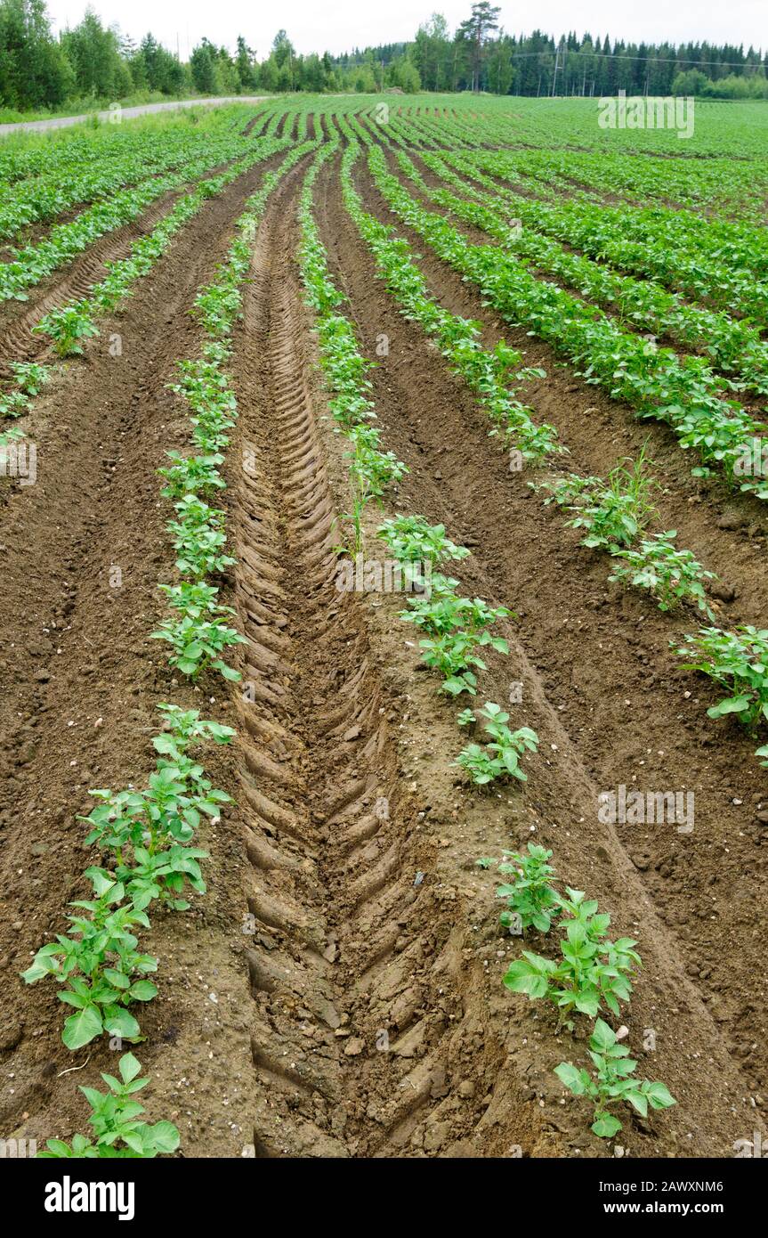 Potato field, potato crops planted in a row Stock Photo - Alamy