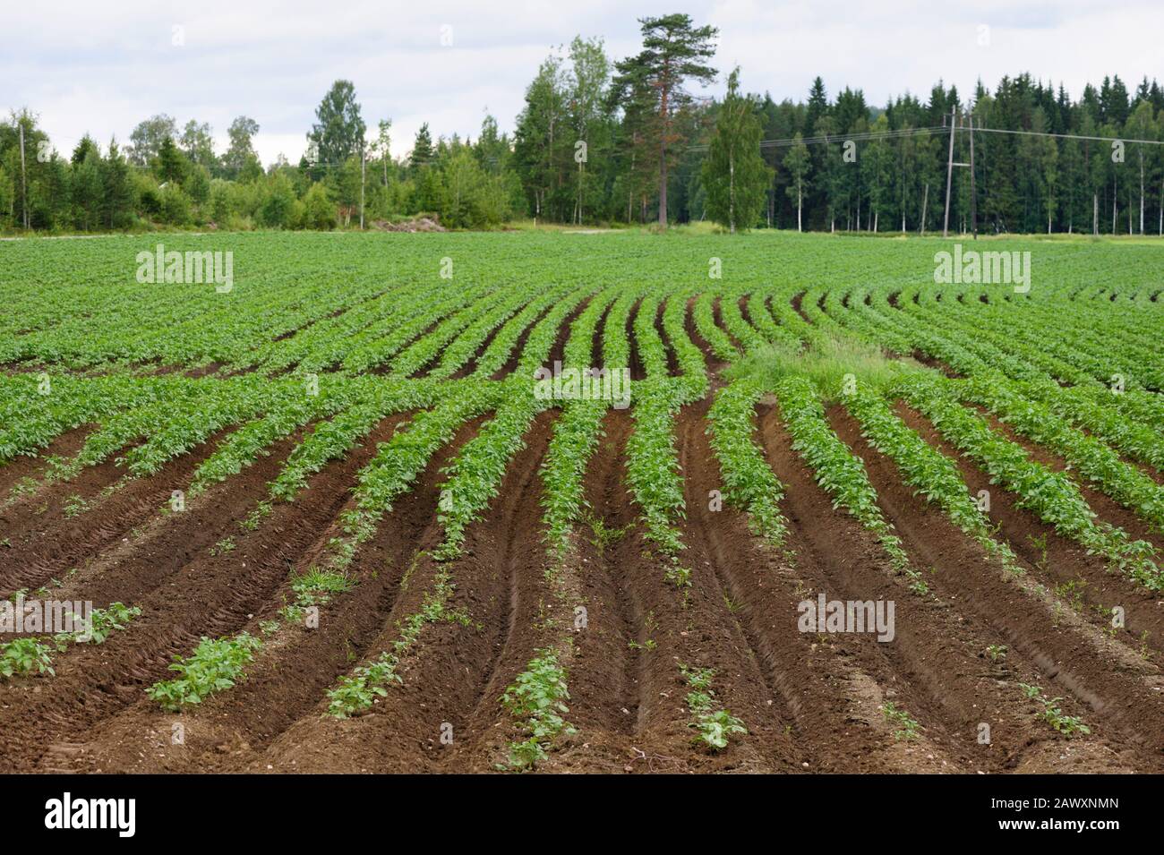 Potato field, potato crops planted in a row Stock Photo - Alamy