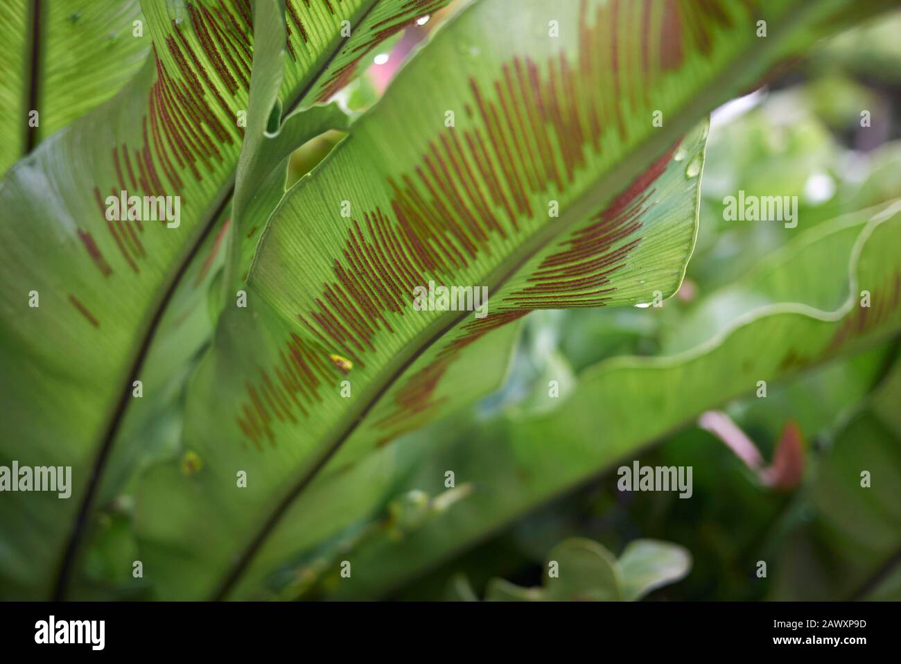 Asplenium nidus leaves close up Stock Photo - Alamy