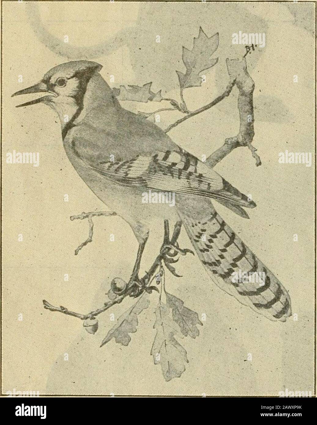 Startle Birds High Resolution Stock Photography and Images - Alamy