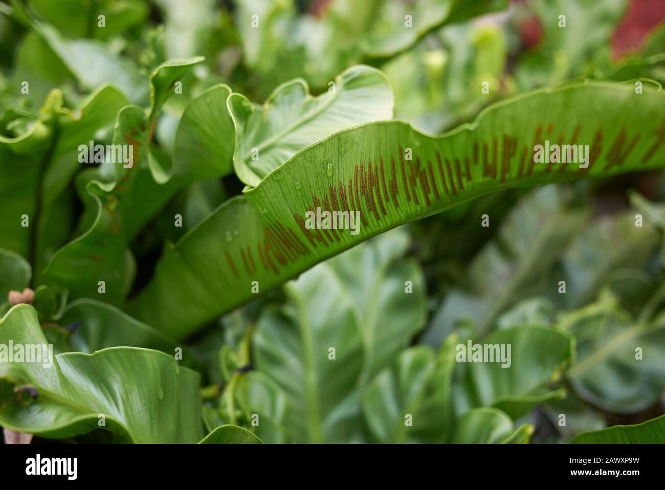 Asplenium nidus leaves close up Stock Photo - Alamy