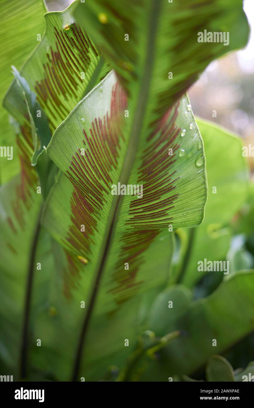 Asplenium nidus leaves close up Stock Photo - Alamy