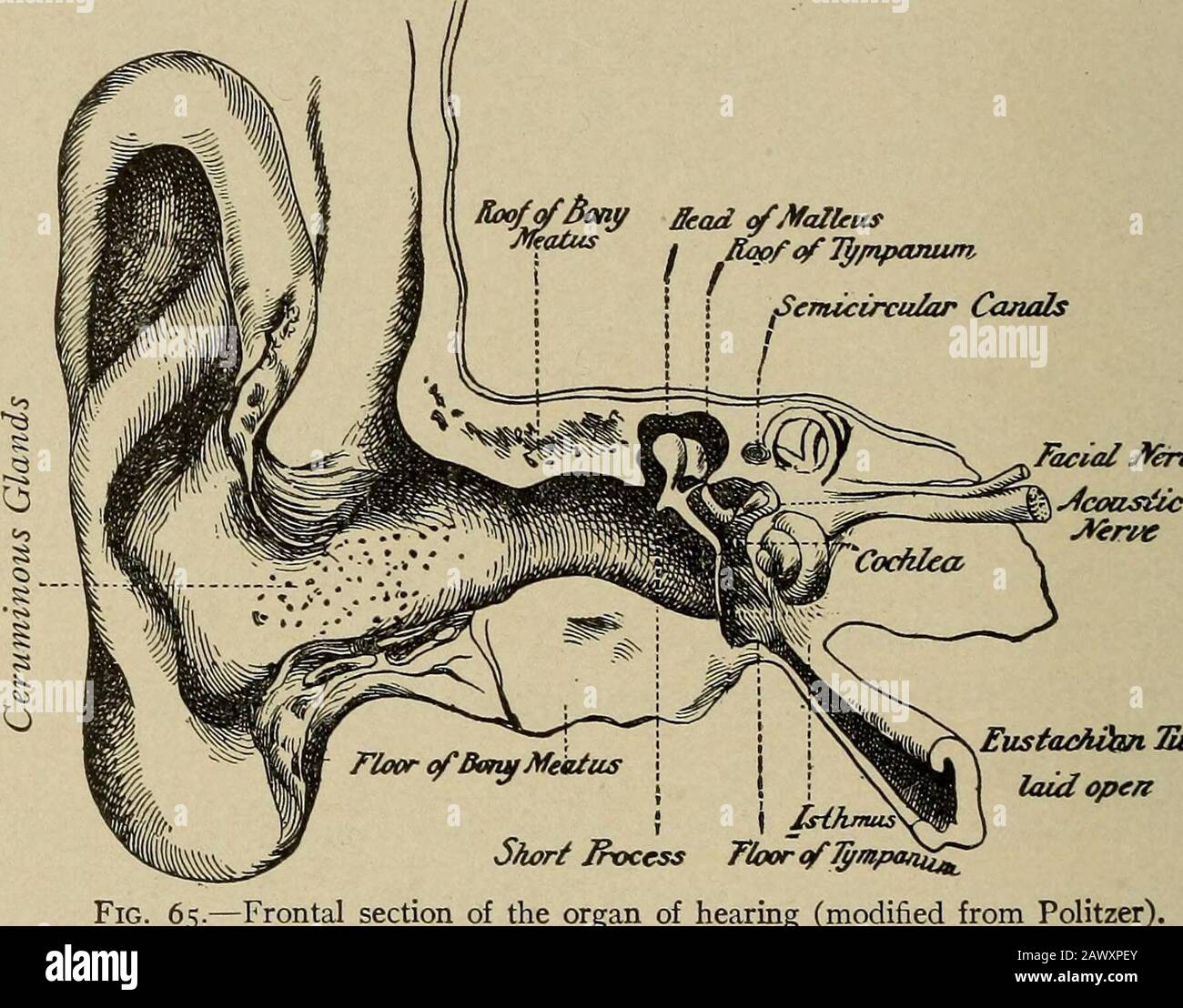 External Auditory Canal On Skull