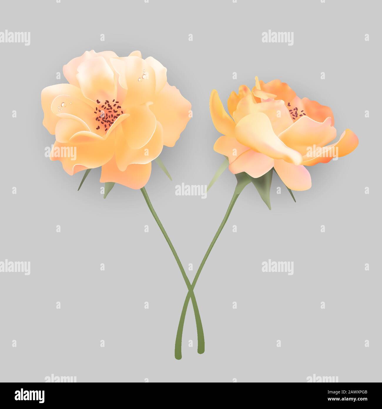 Valentines day composition rose Stock Vector Images - Alamy