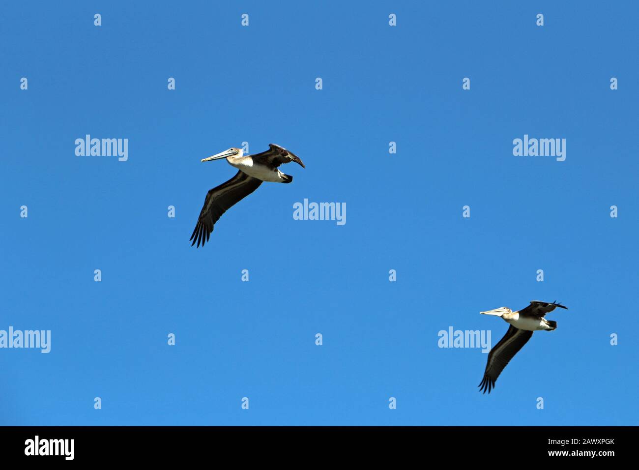 Two pelicans in flight in California, USA nature Stock Photo - Alamy