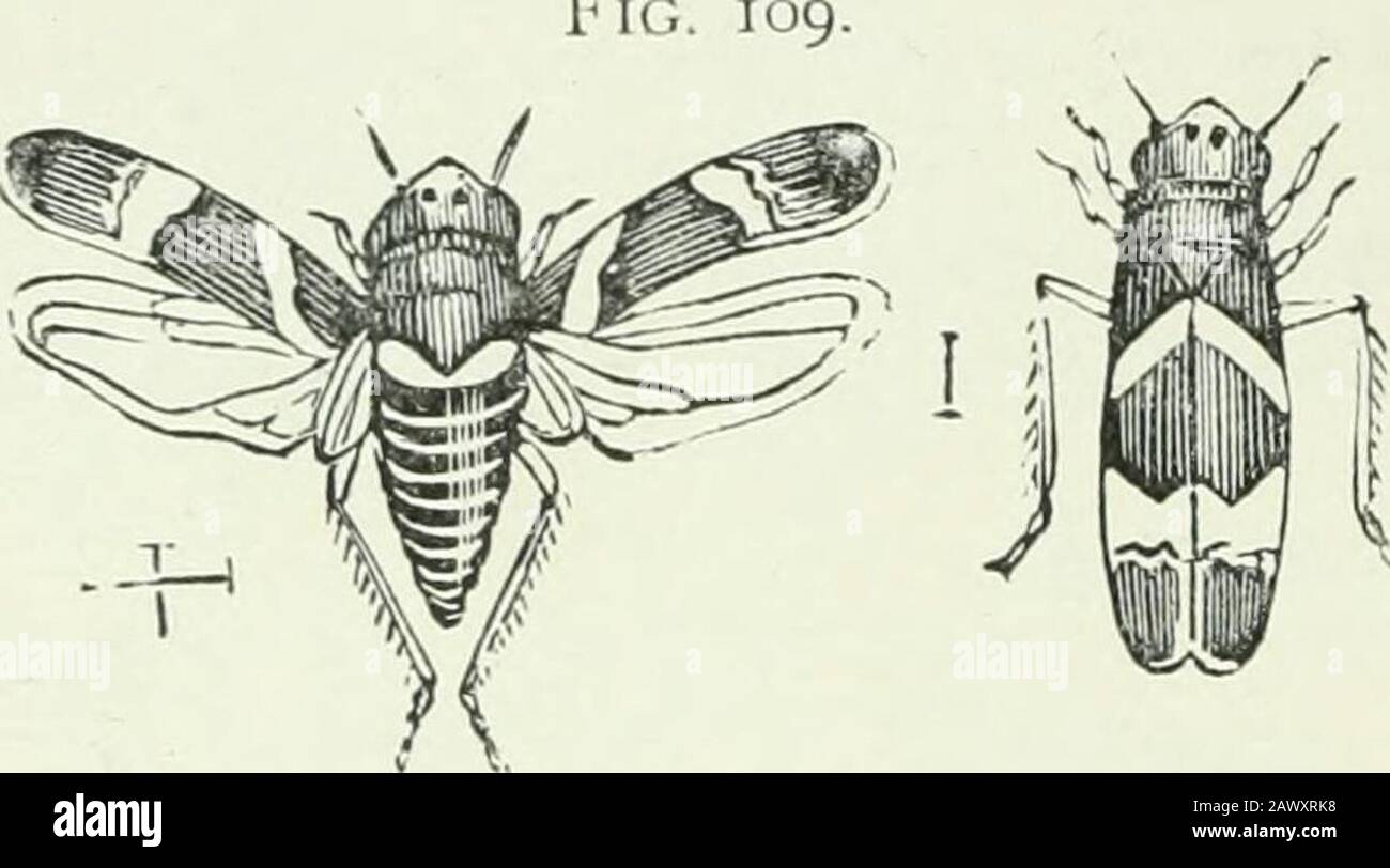 Jassid High Resolution Stock Photography and Images - Alamy