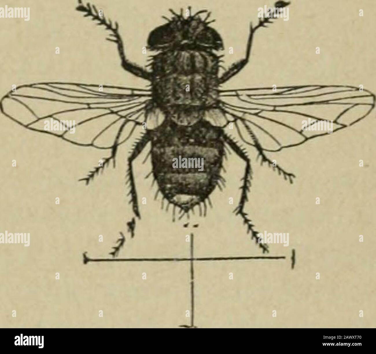 Sarcophaga larvae hi-res stock photography and images - Alamy