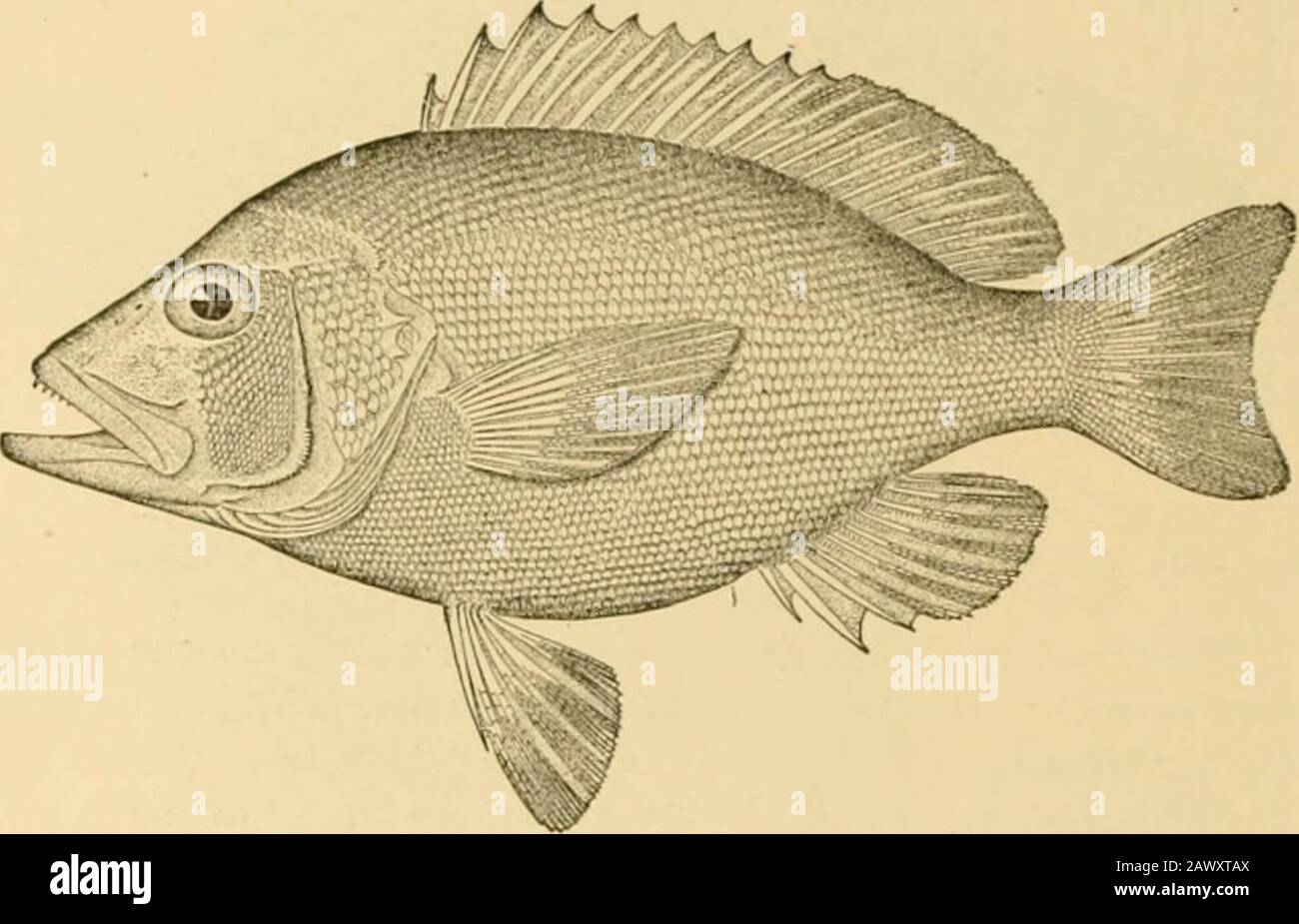 Fishes without jaws hi-res stock photography and images - Alamy