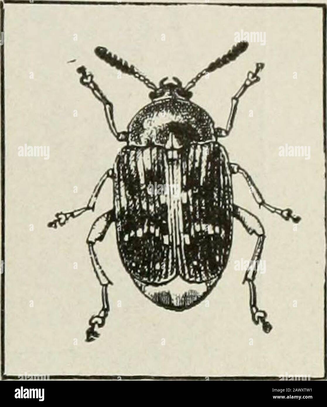 Common leaf weevil beetle hi-res stock photography and images - Alamy