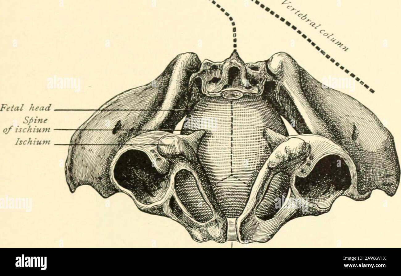 Occiput anterior hi-res stock photography and images - Alamy