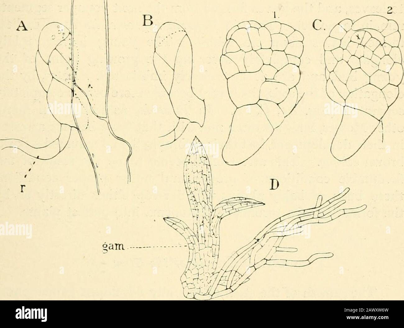 Endospore hi-res stock photography and images - Alamy
