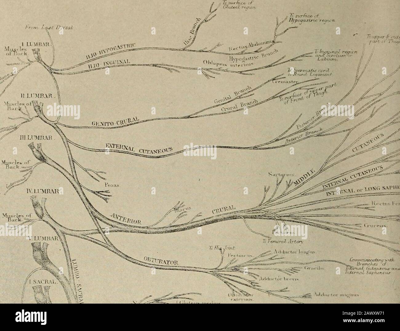 Nervous and mental diseases . Fig. 112 It Neuritis of the brachial ...