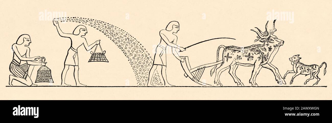 Ancient egyptian ploughing hi-res stock photography and images - Alamy