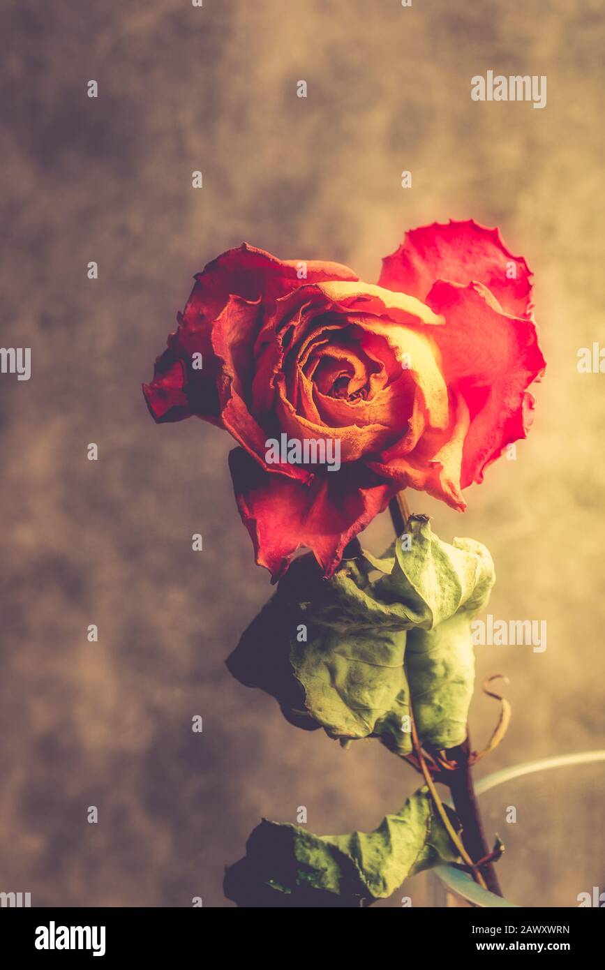 Broken Hearts With Roses